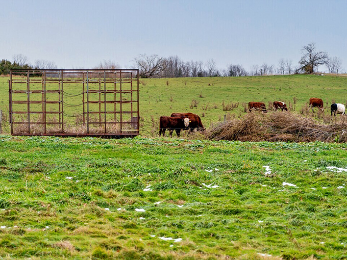 Grazing cattle enjoy Grand Isle's lush pastures, producing the milk that becomes Vermont's famous artisanal cheeses.