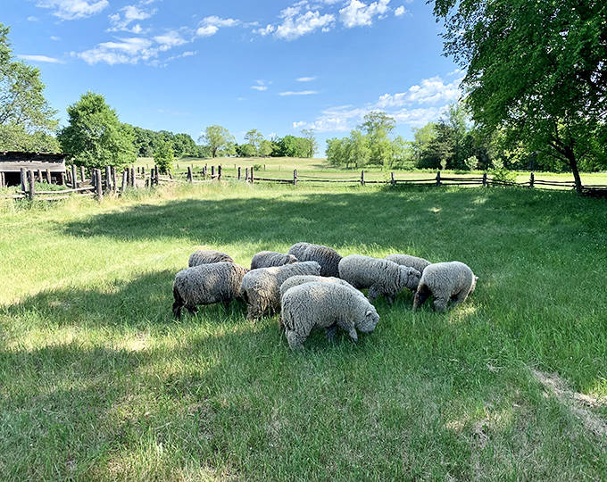 A peaceful flock grazes in dappled sunlight, their wool once as valuable as currency in the economy of 1860s Minnesota.
