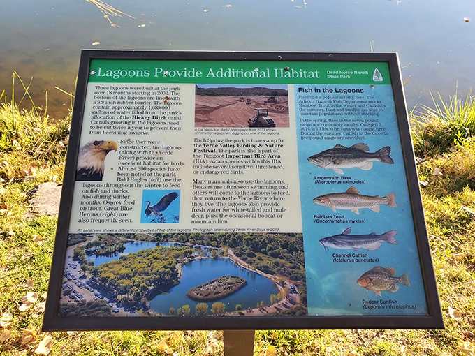 Educational signage reveals the hidden underwater world of the lagoons, where native fish species find sanctuary in this protected habitat.