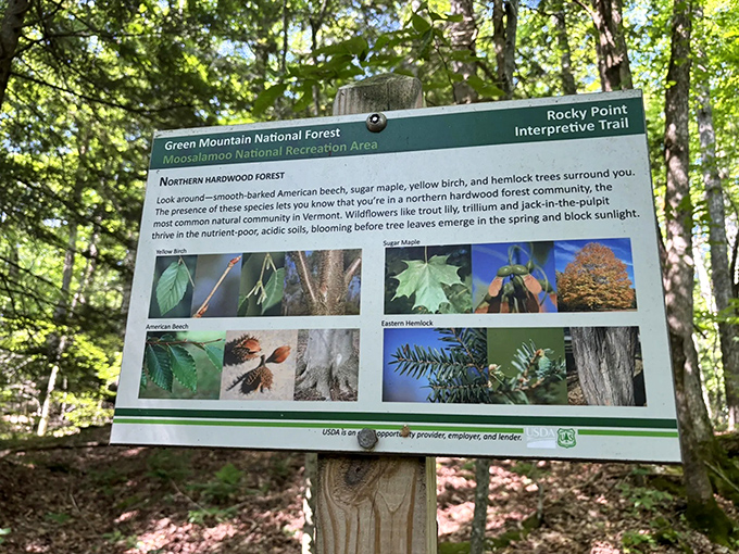 Nature's classroom: where interpretive signs reveal the fascinating stories behind Vermont's northern hardwood forest ecosystem.