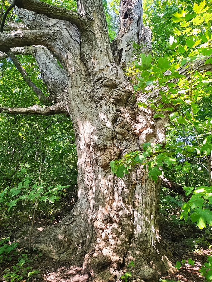 This gnarly old tree has seen more summers on Knight Island than most of us will ever experience, standing as nature's own history book.