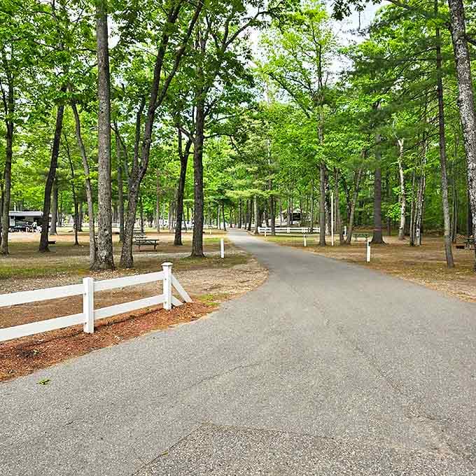 Winding pathways through sun-dappled woods invite exploration, promising adventures and quiet moments in equal measure around every bend.