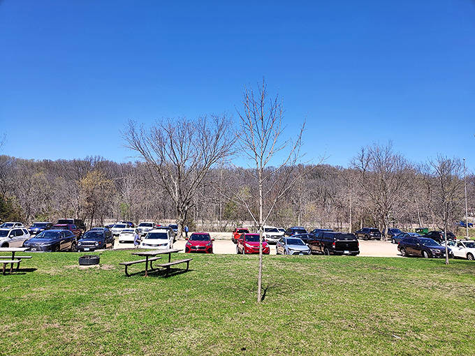 The parking area fills with autumn visitors, each car representing families eager to experience Minnesota's seasonal splendor.