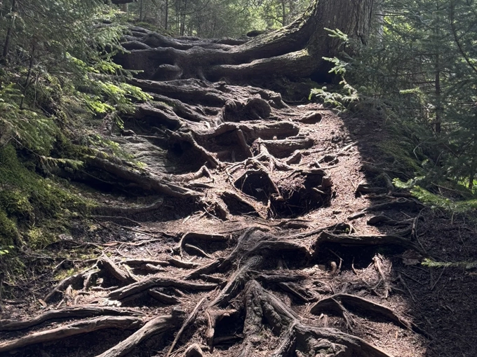 "Watch your step!" These gnarly exposed roots are Vermont's way of saying the best views require a bit of effort.