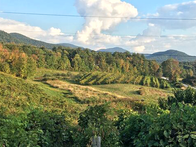 Whaleback Vineyard's rolling landscape demonstrates Vermont's agricultural diversity, where grape vines thrive against mountain backdrops.
