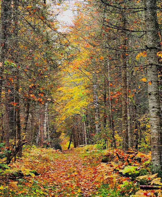 Fall hiking trails become tunnels of gold and crimson, where every step crunches satisfyingly and every breath fills with autumn's distinctive perfume.