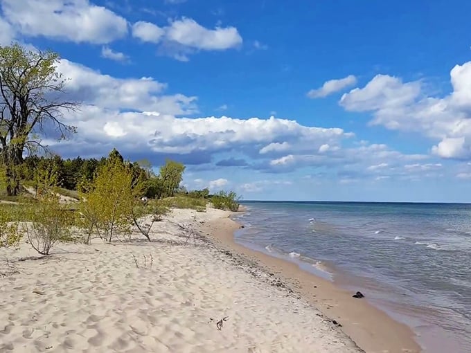 Kohler-Andrae's golden shoreline stretches into the distance, where blue water meets bluer sky in a perfect Wisconsin postcard.