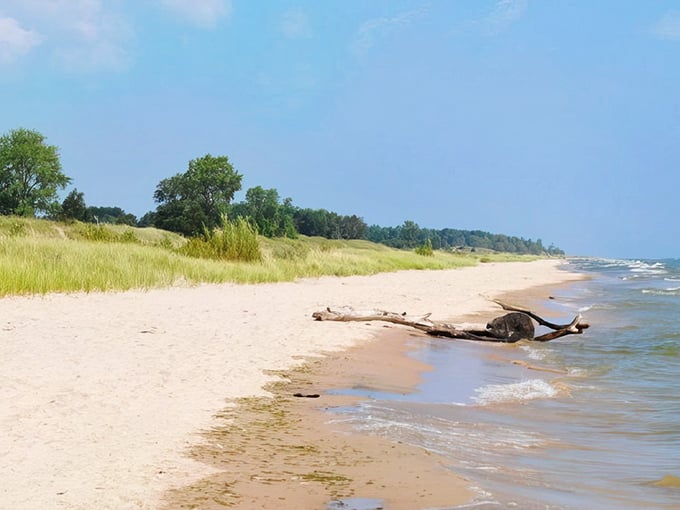 Nature's artwork on display: driftwood rests on pristine sand while gentle waves create a soothing soundtrack at Kohler-Andrae.
