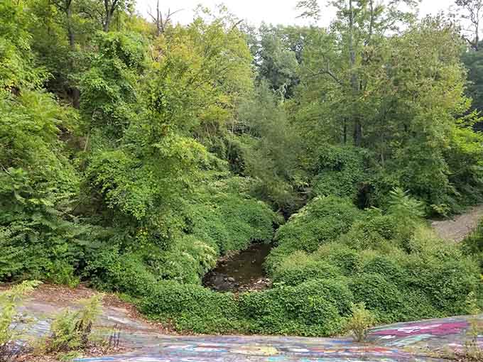 A vibrant canopy of lush green leaves surrounds you as a peaceful stream flows through this hidden, colorful forest oasis.