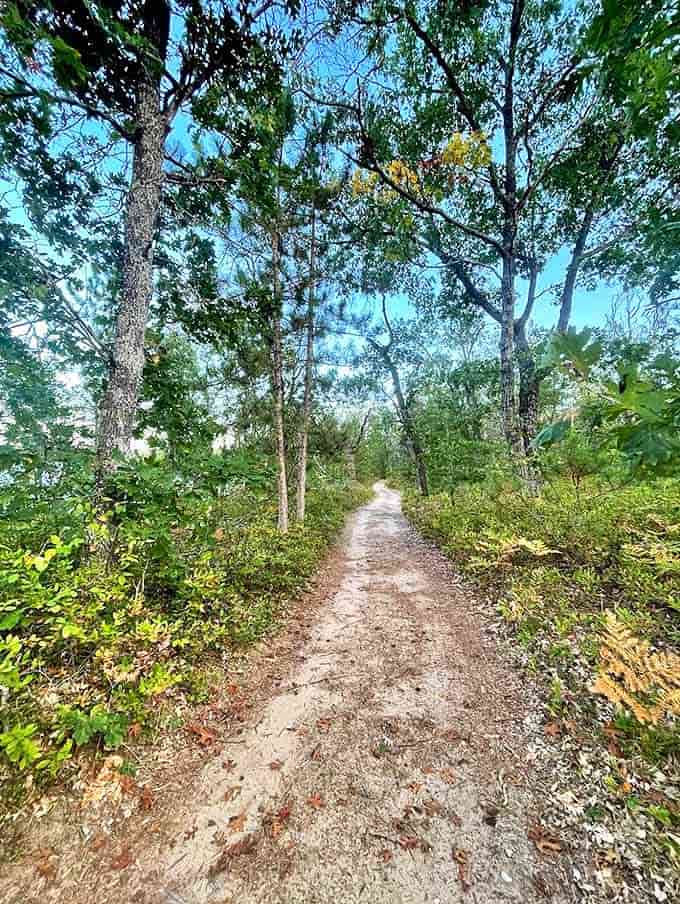 Nature's therapy session awaits on this serene walking trail, where dappled sunlight filters through the canopy and every step crunches satisfyingly underfoot.