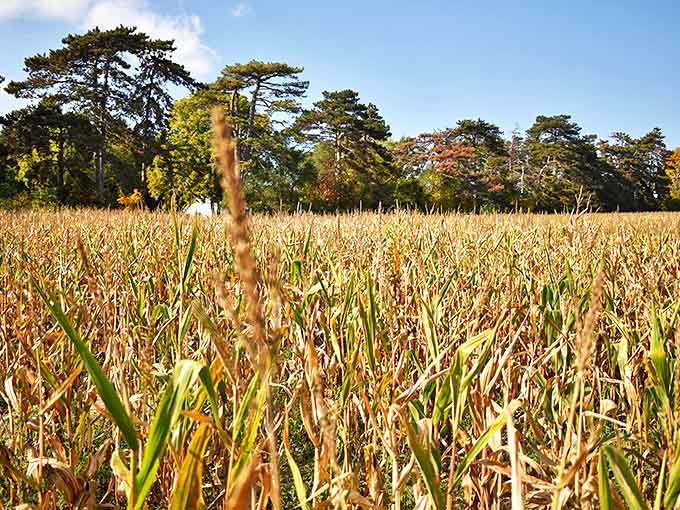 Golden stalks stretch toward Michigan's autumn sky, creating nature's perfect puzzle for families seeking seasonal adventure.