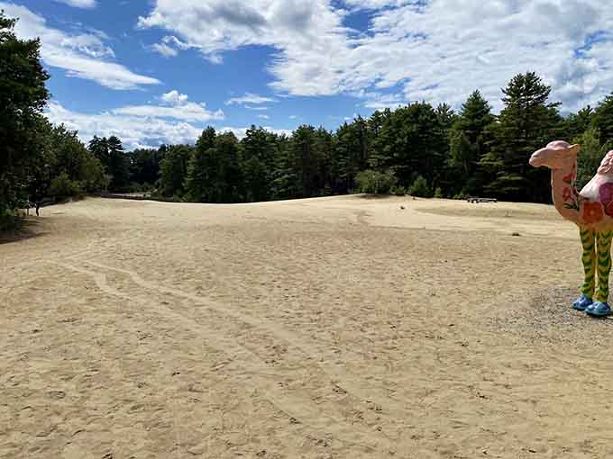 These rolling dunes stretch toward the tree line like nature's own optical illusion, proving Maine has more surprises than a magician's hat.
