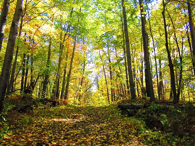 These trees are basically the Meryl Streep of fall foliage: effortlessly stunning and impossible to look away from.