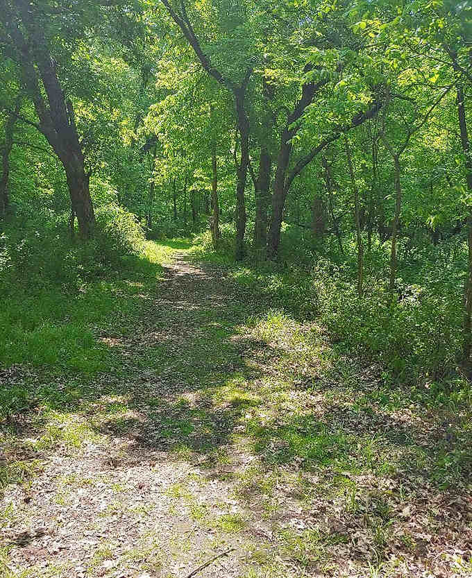 Dappled sunlight plays hide-and-seek on this forest path, where every step brings new discoveries.