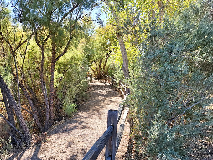 This shaded nature trail invites wanderers to explore desert vegetation without the usual "am I lost?" panic of wilderness hiking.