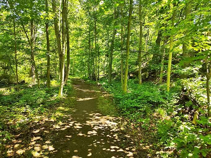 Dappled sunlight creates a natural cathedral ceiling along this serene woodland path, inviting explorers deeper into Kelleys Island's secrets.