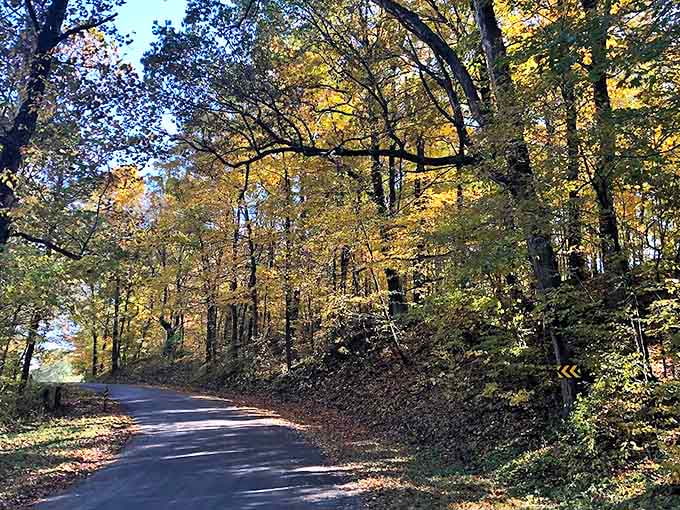 Nature's cathedral awaits on this winding trail, where dappled sunlight plays through ancient trees like a living stained glass.