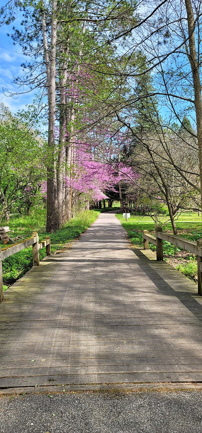 Wander down this dreamy path lined with redbud trees in full bloom, creating a tunnel of vibrant pink.