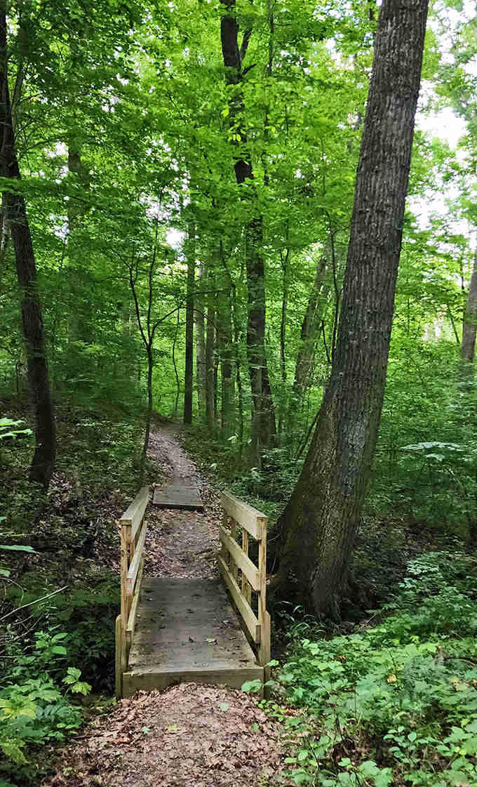 A humble wooden bridge invites adventurers deeper into the forest cathedral. Each step promises new discoveries in this verdant sanctuary.