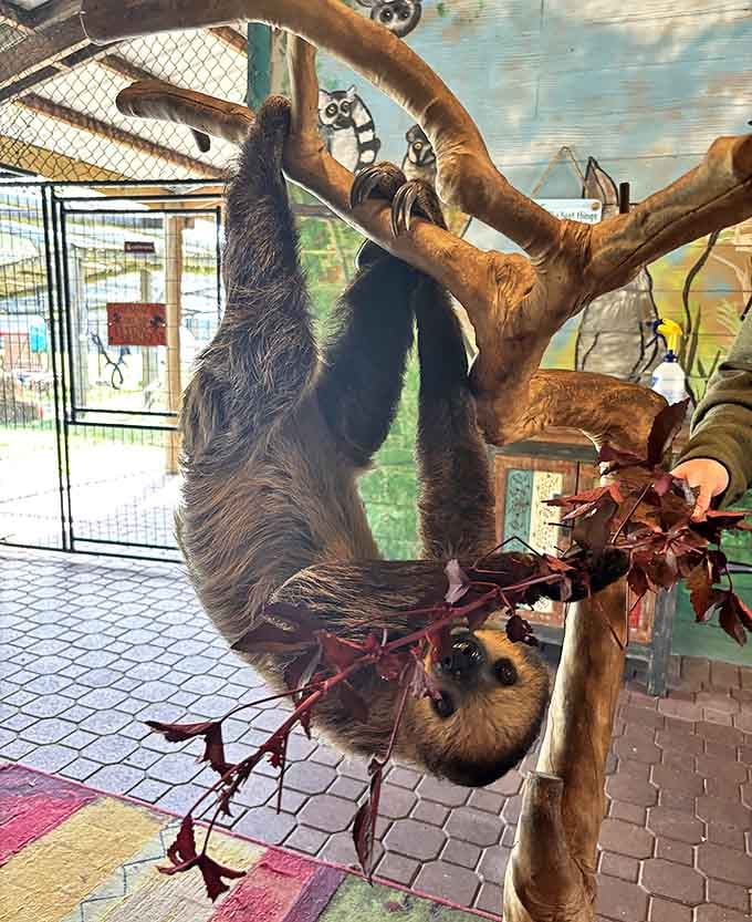 This two-toed sloth moves with deliberate grace, hanging upside down as nature intended, seemingly unbothered by gravity's persistent pull.