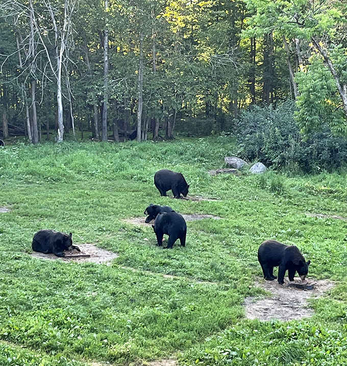 Nature's theater in action &ndash; black bears roam freely across the sanctuary's grassy clearing, each following their own bear agenda.