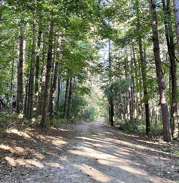 Dappled sunlight plays hide-and-seek along this forest trail, creating a natural cathedral where footsteps fall softly on generations of leaves.