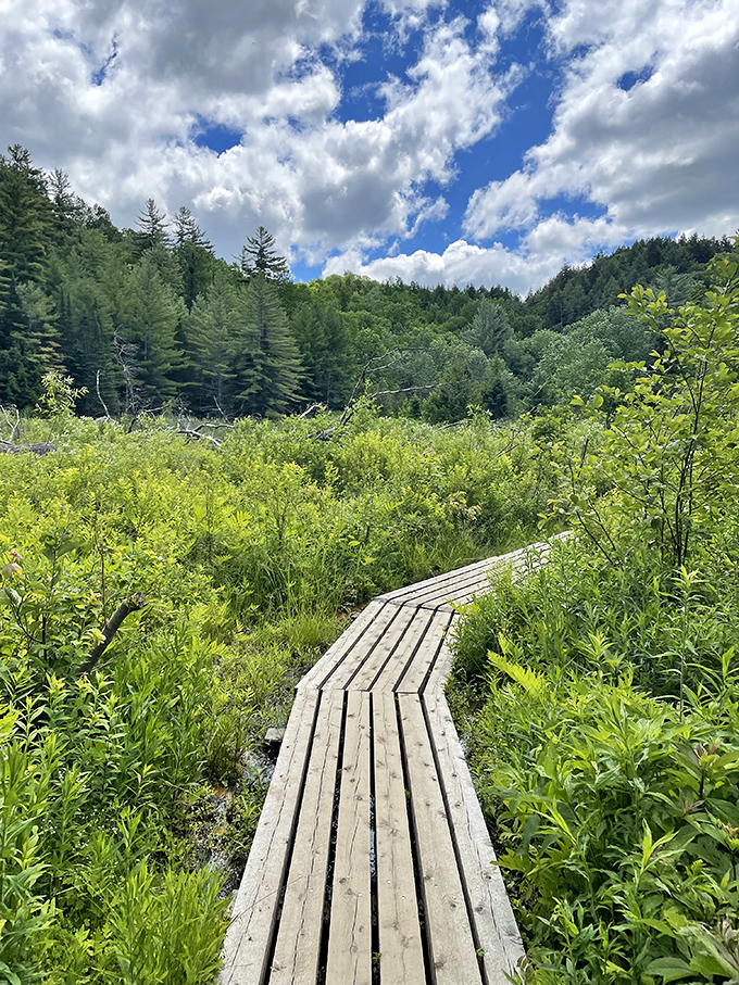 The wooden boardwalk beckons like a yellow brick road for nature lovers, promising emerald wonders instead of Oz at journey's end.