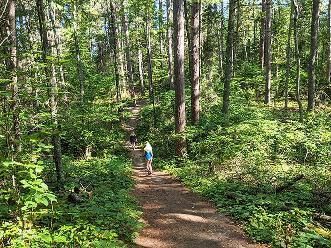 Hikers gain perspective on nature's timeline as they wander among giants that were already mature when Abraham Lincoln was president.