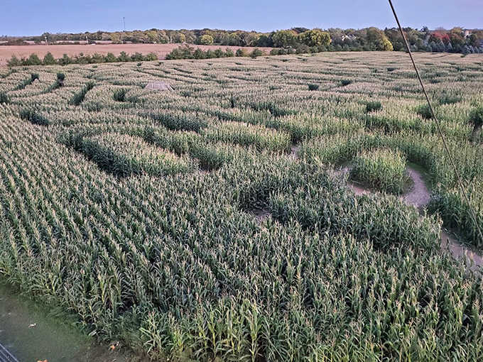 Wandering through walls of corn taller than your tallest relative &ndash; nature's way of reminding you that GPS won't help here.