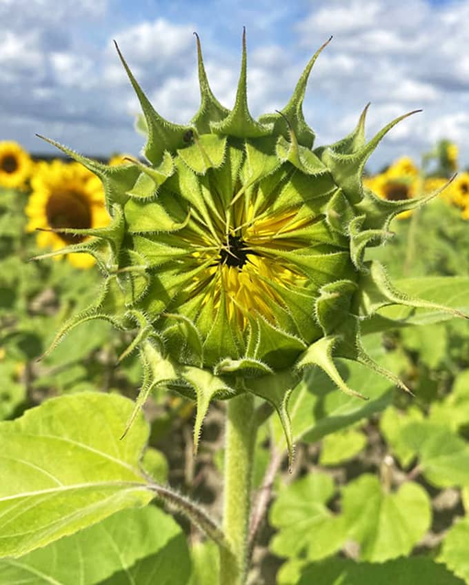 Nature's backstage pass: a sunflower bud preparing for its grand debut, spiky and full of promise.