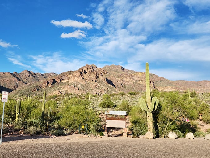 Nature's welcome committee: a towering saguaro stands guard at the trailhead, as if saying "The adventure starts here, folks!"