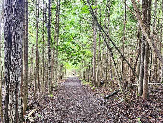 Nature's cathedral awaits on Onaway's forest trails, where sunlight filters through ancient pines creating a dappled path to tranquility.
