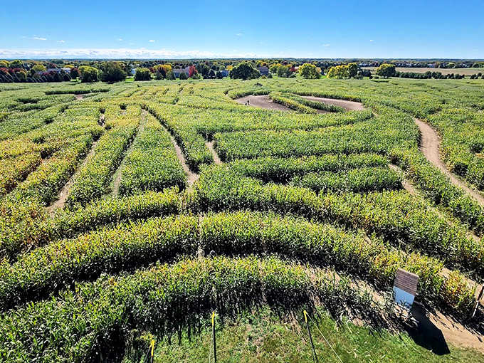 The maze's intricate pathways create a living puzzle that's both bewildering and beautiful &ndash; like trying to follow your teenager's logic.