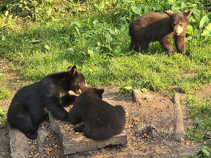 Talk about a bear hug! A mother and cub share a tender moment, showcasing the powerful bond between bear families.