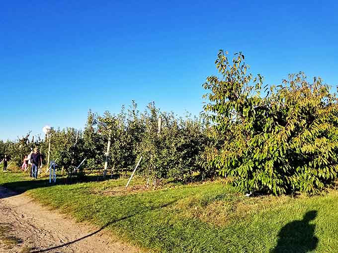 Beyond the maze, Robinette's orchards offer visitors the simple pleasure of plucking perfect fruit straight from the branch.