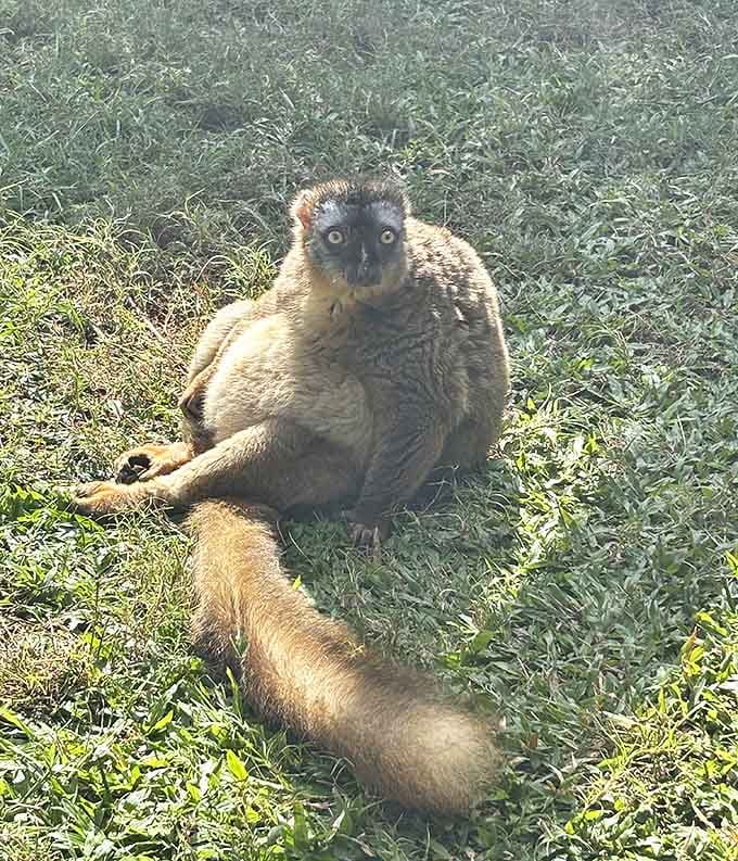 A brown lemur soaks up sunshine on the grass, those intelligent eyes taking in everything while that magnificent tail curls nearby.