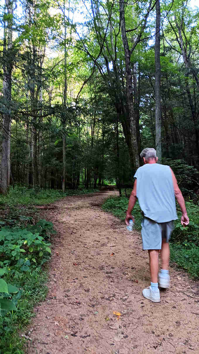 The journey becomes the destination on this tranquil woodland trail, where everyday worries dissolve with each footfall on the soft earth.