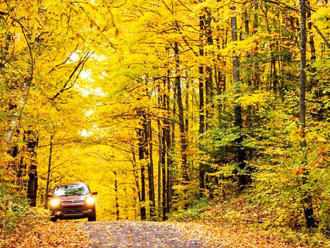 Covered drive: Driving beneath this canopy of gold feels like traveling through a magical portal to somewhere time forgot.