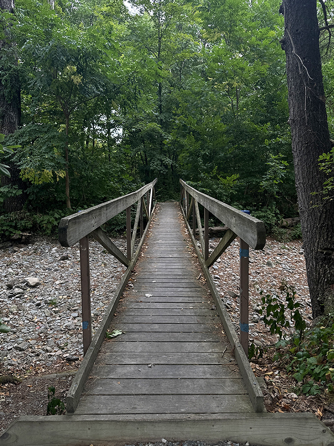 This wooden footbridge beckons adventurers into the forest depths &ndash; what discoveries await on the other side?