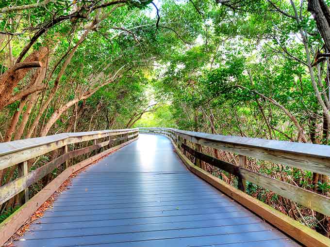 This forest boardwalk path could be a scene from a fairy tale &ndash; minus the talking animals and questionable witch encounters.