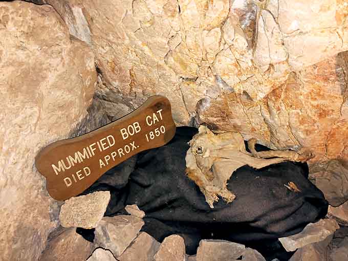 Meet the famous mummified bobcat, proof that even cats can't always land on their feet in every situation.