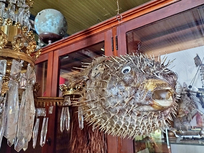 That moment when you realize the pufferfish is watching you from above – just another Tuesday at Vermont's temple of taxidermy and treasures.