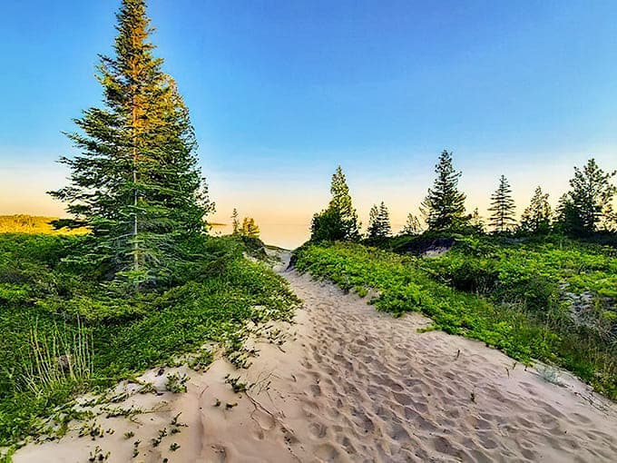 Sandy pathways wind through towering pines, inviting explorers to discover what lies beyond the next gentle curve.