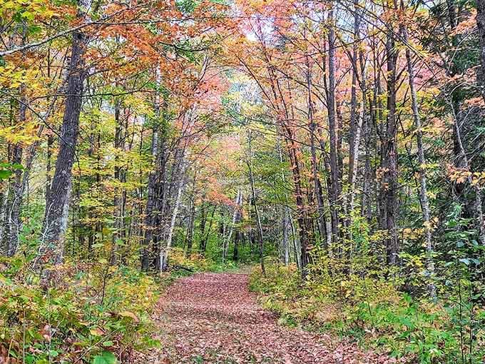 Fall's paintbrush transforms this woodland path into a golden tunnel that makes even non-poets wax poetic.