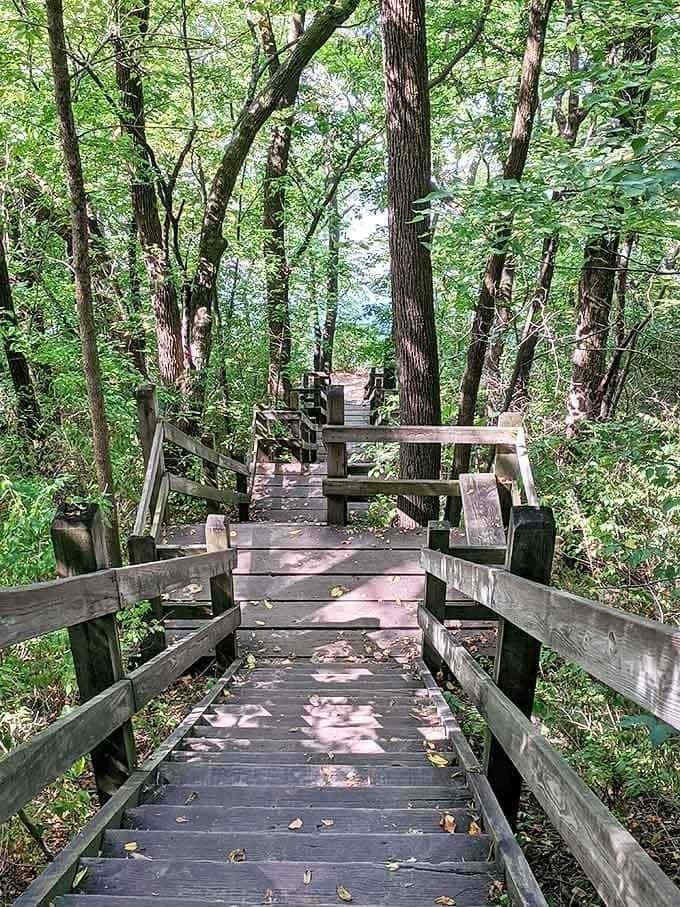Wooden steps descend through a verdant forest cathedral, each turn promising new discoveries in this woodland sanctuary.