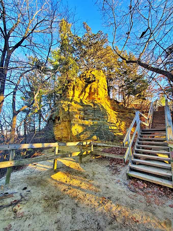 Nature's skyscraper! This golden sandstone formation catches the late afternoon sun, creating a natural spotlight in the forest.