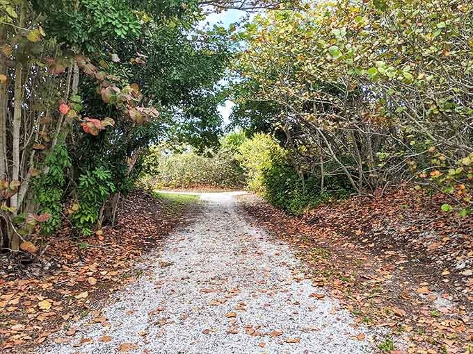 This trail whispers promises of adventure, where fallen leaves create nature's confetti and every turn might reveal a new wildlife sighting.