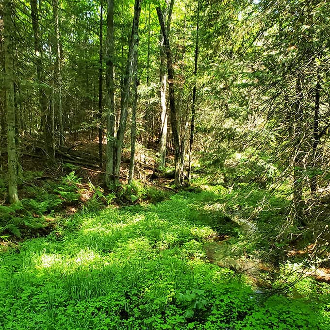 Sunlight filters through the dense forest canopy, creating nature's own light show on the vibrant green forest floor.