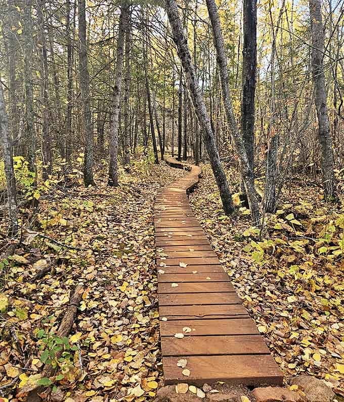 Nature's boardwalk invites wanderers to explore the forest edges, each wooden plank a step deeper into Minnesota's hidden paradise.
