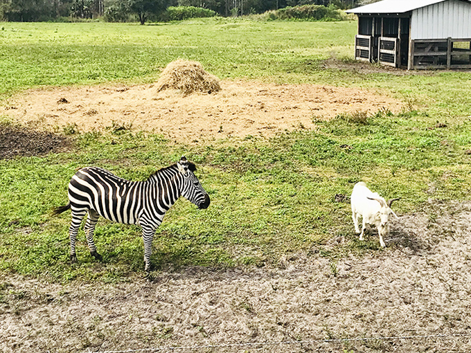 An unlikely friendship unfolds as a zebra and goat share grazing space &ndash; just another day in this wonderfully weird slice of Florida.